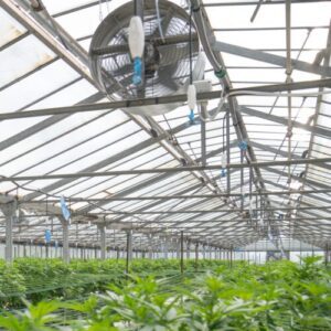 Cannabis Grow Facility Design | Commercial Cannabis Cultivation